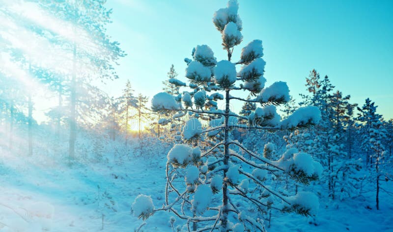 Winter Snowy Forest at Sunset Stock Image - Image of wood, outdoor ...