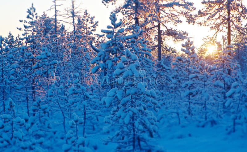 Winter Snowy Forest at Sunset. Stock Photo - Image of season, snow ...