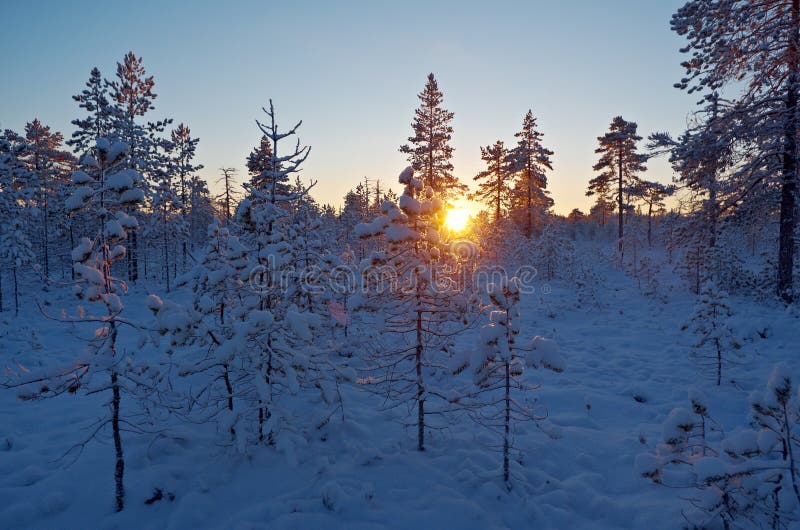 Winter Snowy Forest at Sunset. Stock Image - Image of sunset, travel ...
