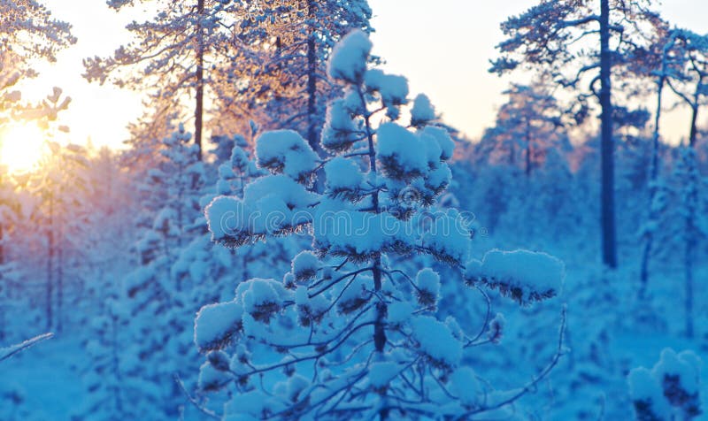 Winter Snowy Forest at Sunset. Stock Image - Image of covering, deep ...