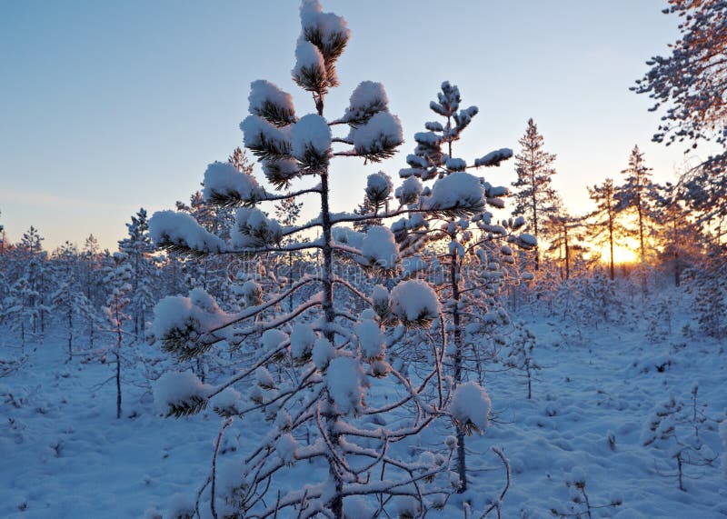 Winter Snowy Forest at Sunset. Stock Photo - Image of outdoor, russia ...