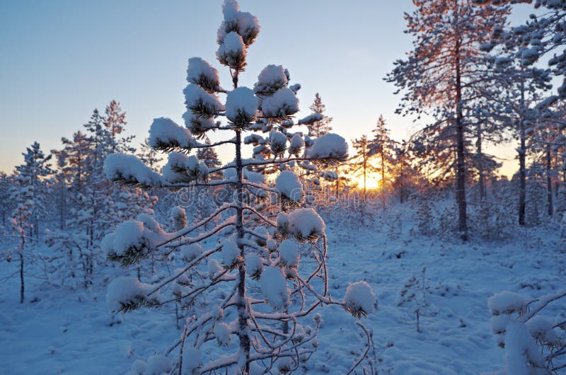 Winter Snowy Forest at Sunset. Stock Photo - Image of cold, snow: 82710678