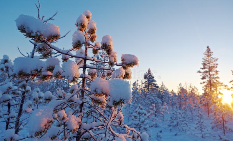Winter Snowy Forest at Sunset. Stock Image - Image of scene, snow: 82827807