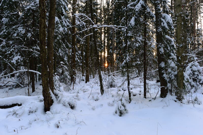 Winter Snowy Forest in Sunset Sunlight between Trees Stock Image ...