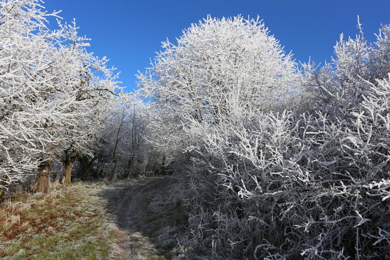 Winter snowy frosty stock photo. Image of frost, outside - 83360302