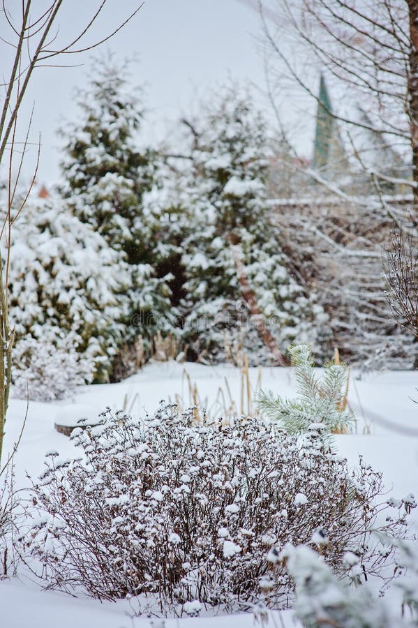 Winter snowy garden view stock image. Image of view, garden - 49822397