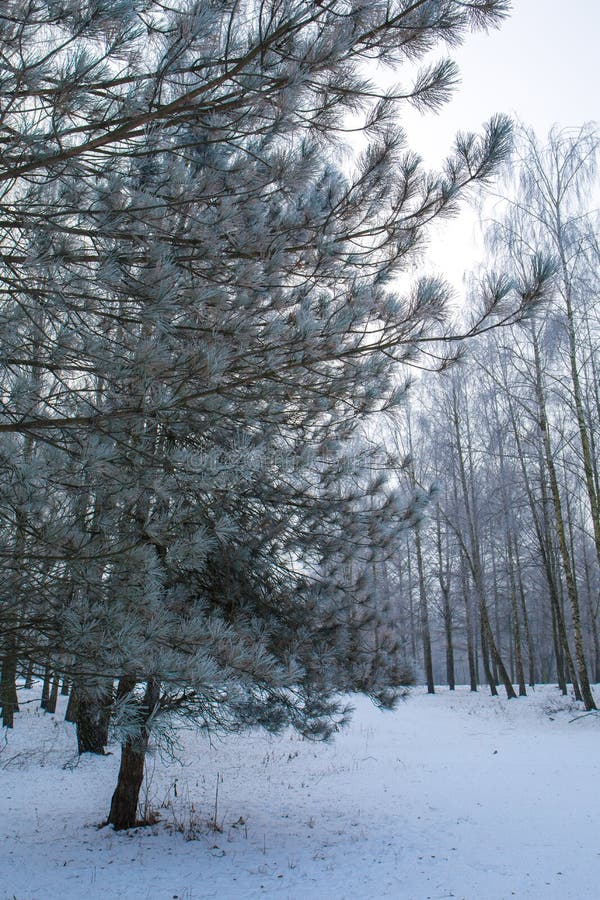 Pine Tree are Covered with Frost Stock Photo - Image of december, cold ...