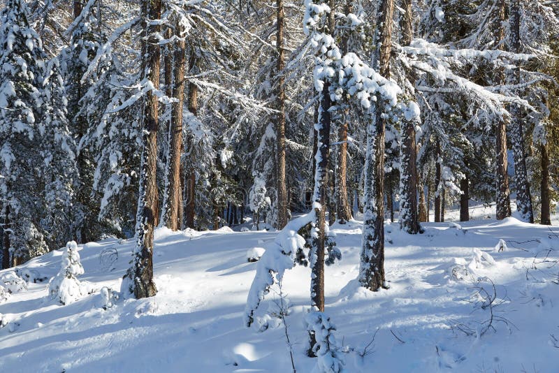 Winter Snowy Landscape stock image. Image of nature - 164260625