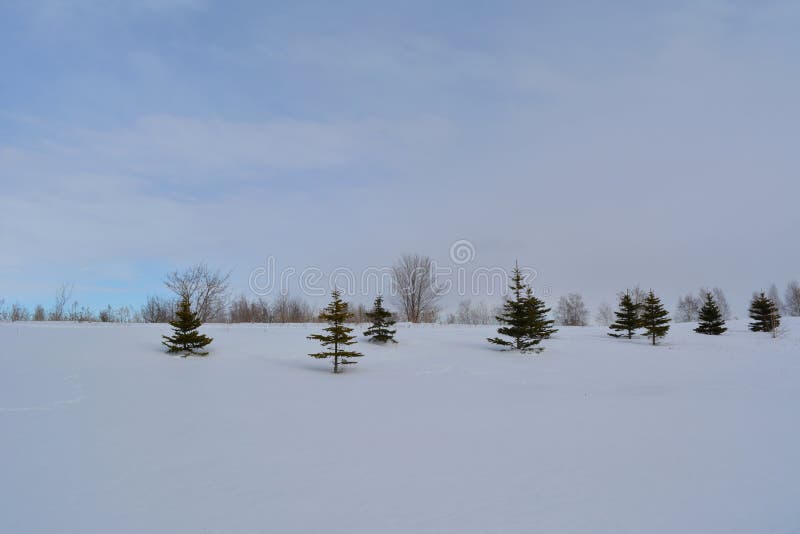 Winter Snowy Landscape with Young Fir Tree Planting Stock Photo - Image ...