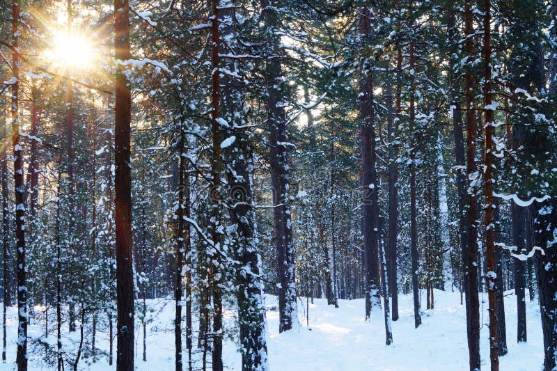 Winter Snowy Pine Forest. Sun and Snow. Stock Photo - Image of ...