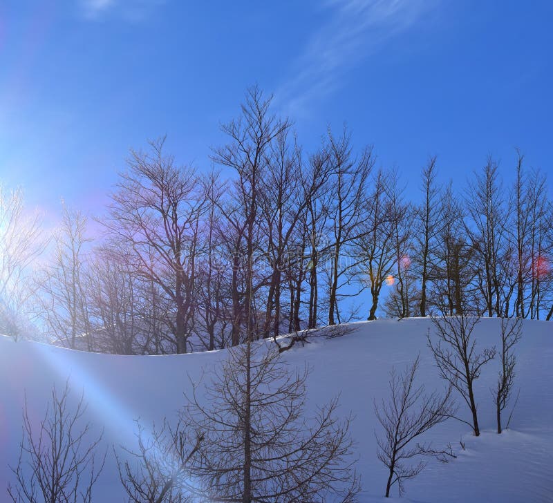 Winter Snowy Scene Trees Sky Stock Image - Image of cold, frost: 128110787