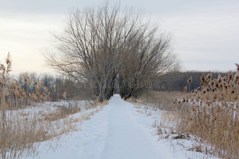 Winter Snowy Walking Path in a Park Stock Image - Image of lifestyle ...