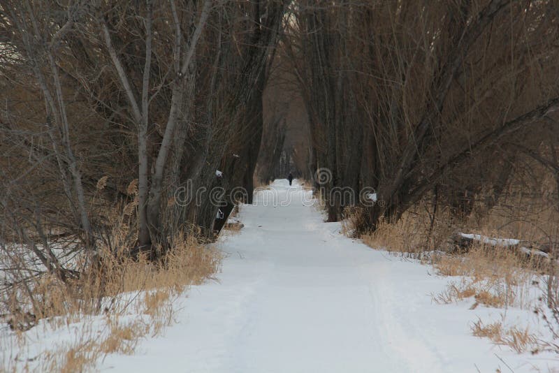 Winter Snowy Walking Path in a Park Stock Photo - Image of footpath ...