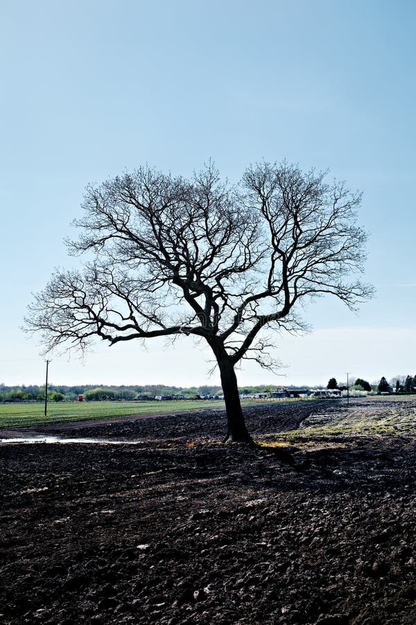 Winter Solitude: Bare Tree on Landscape Stock Photo - Image of cold ...