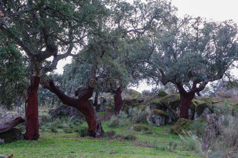 Winter Spanish Landscape Special for Wallpaper Stock Image - Image of ...