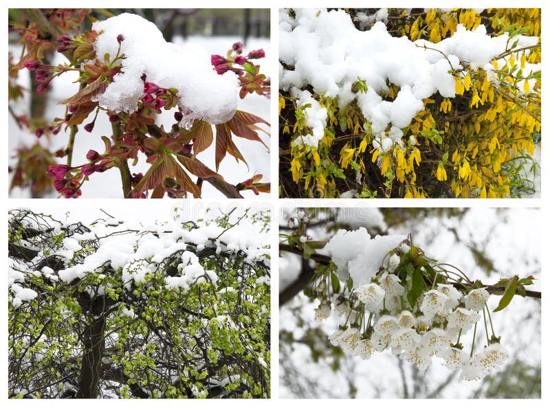 Winter in spring stock image. Image of blooming, flora - 90940489