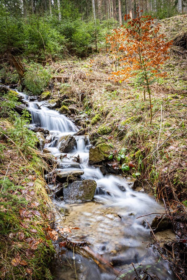 Between winter and spring stock image. Image of forest - 349558681