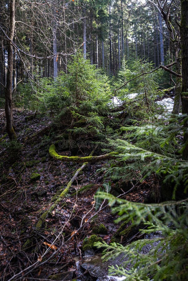 Between winter and spring stock photo. Image of spring - 349558968