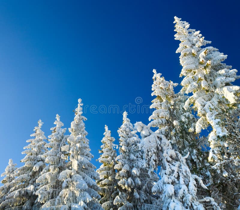Winter spruce trees stock photo. Image of woodland, beautiful - 8090096