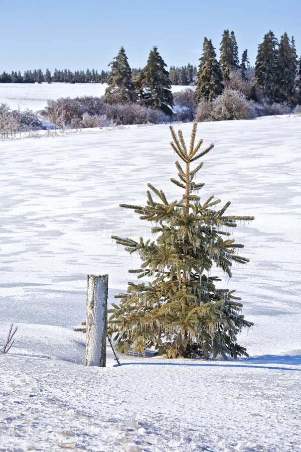Winter Spruce Tree stock photo. Image of evergreen, fence - 26499426