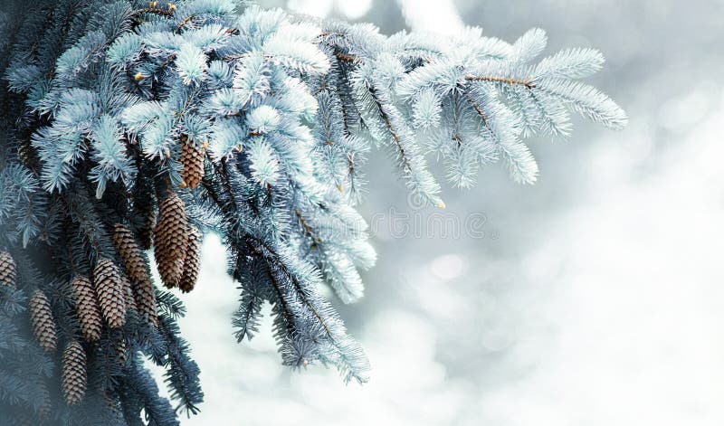 Winter Spruce Tree Branch stock image. Image of year - 261234921