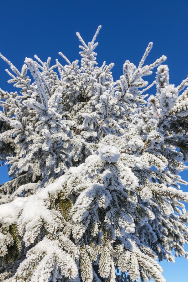 Winter Spruce tree stock photo. Image of nature, skies - 47384606