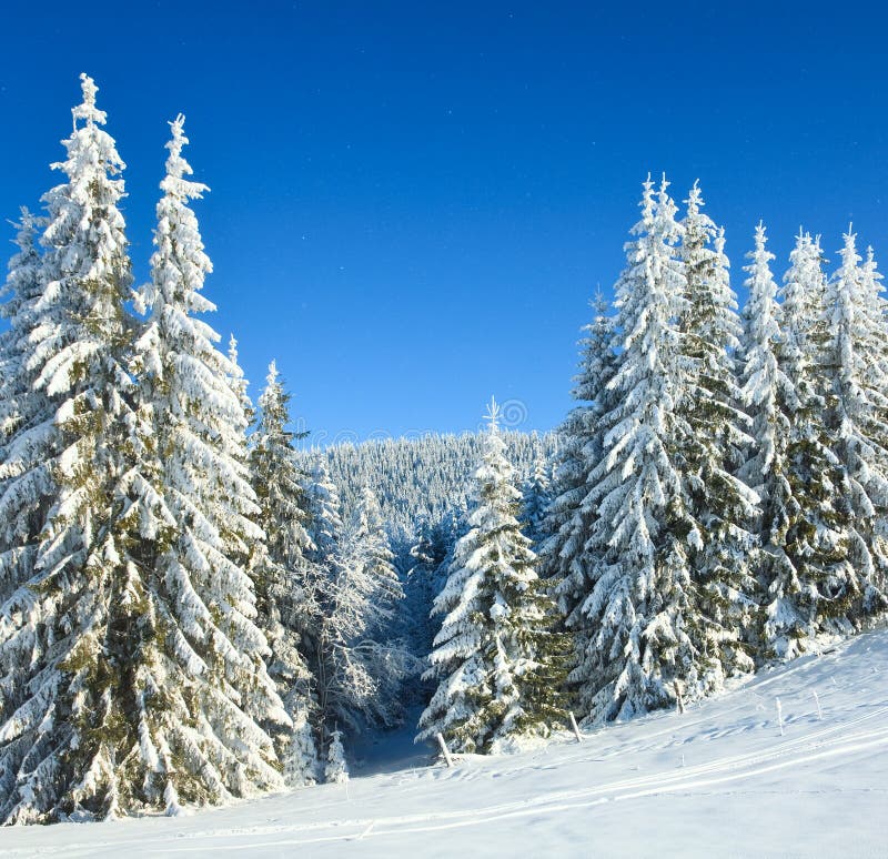 Winter spruce trees stock image. Image of nature, silence - 8090121
