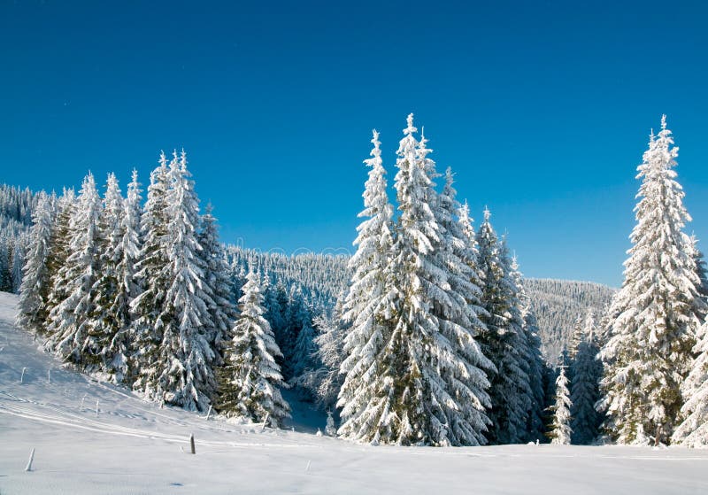 Winter spruce trees stock photo. Image of hill, wood, hoarfrost - 8090084