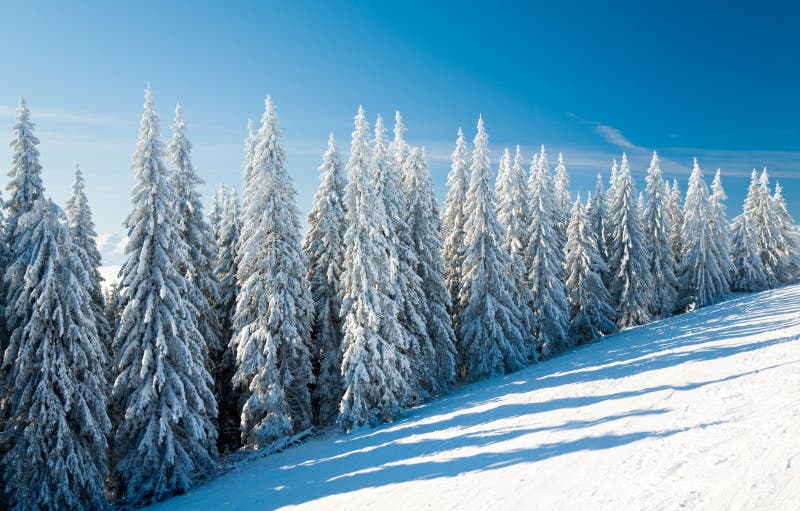 Winter spruce trees stock image. Image of nature, silence - 8090121