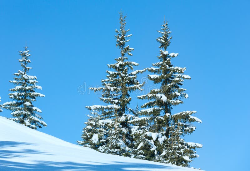 Winter Spruce Trees on Blue Sky Background Stock Image - Image of ...