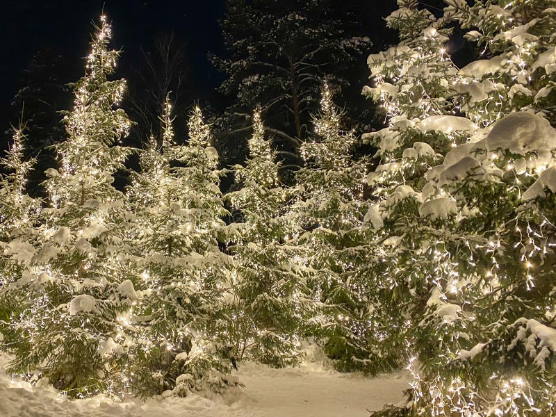 Winter Spruce Trees with Christmas Decorations at Night Stock Image ...