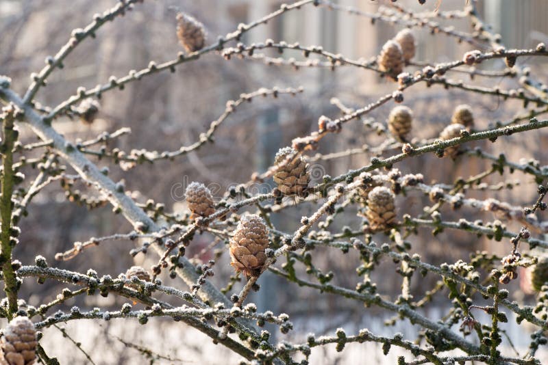 Winter Spruce Twig Under Frost Stock Photo - Image of outdoor ...
