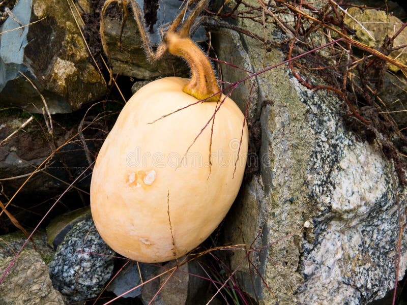 Winter squash stock image. Image of agriculture, squash - 45524757