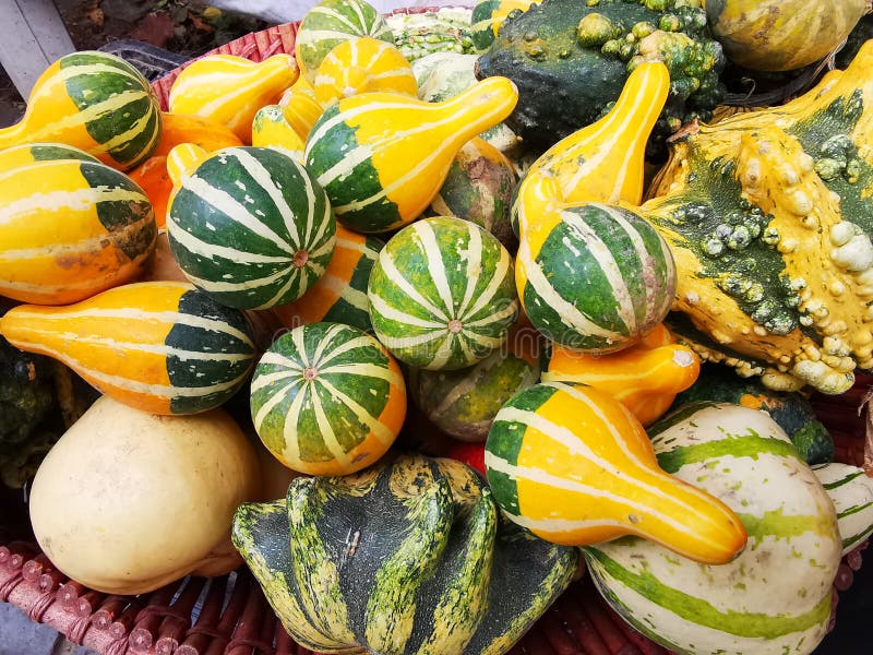 Winter Squash with Patterns Colored in Orange, Yellow and White Stock ...