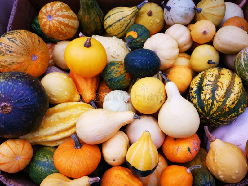 Winter Squash with Patterns Colored in Orange, Yellow and White Stock ...