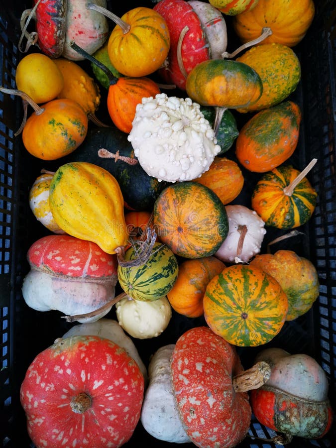 Winter Squash Patterns Colored in Orange, Yellow and White Stock Photo ...