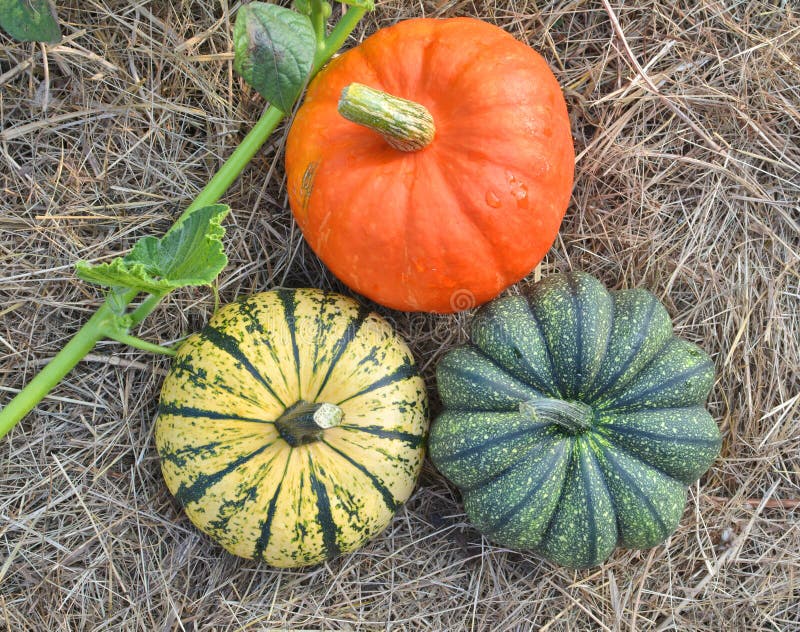 Winter Squashes and Pumpkins in Garden Stock Photo - Image of ...