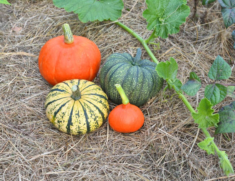 Winter Squashes and Pumpkins Harvested Stock Image - Image of food ...
