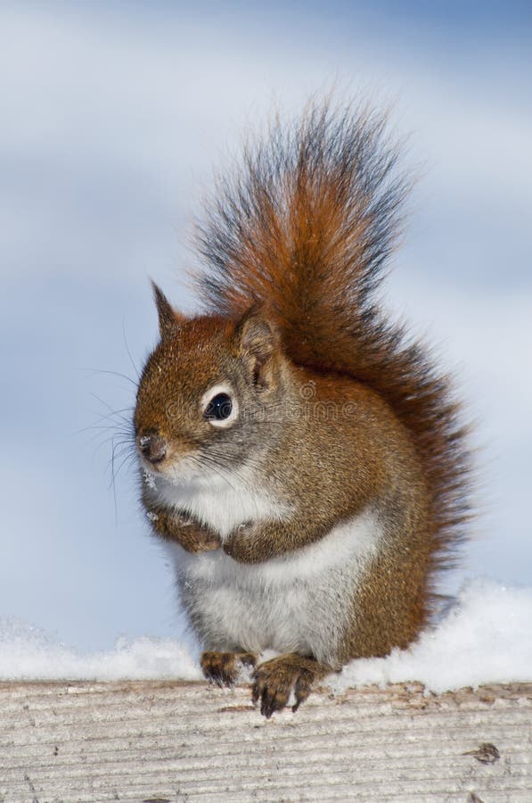 Winter Squirrel stock image. Image of scene, furry, snow - 22108139