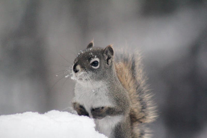 Winter Squirrel Side Profile Stock Image - Image of brown, squirrel ...