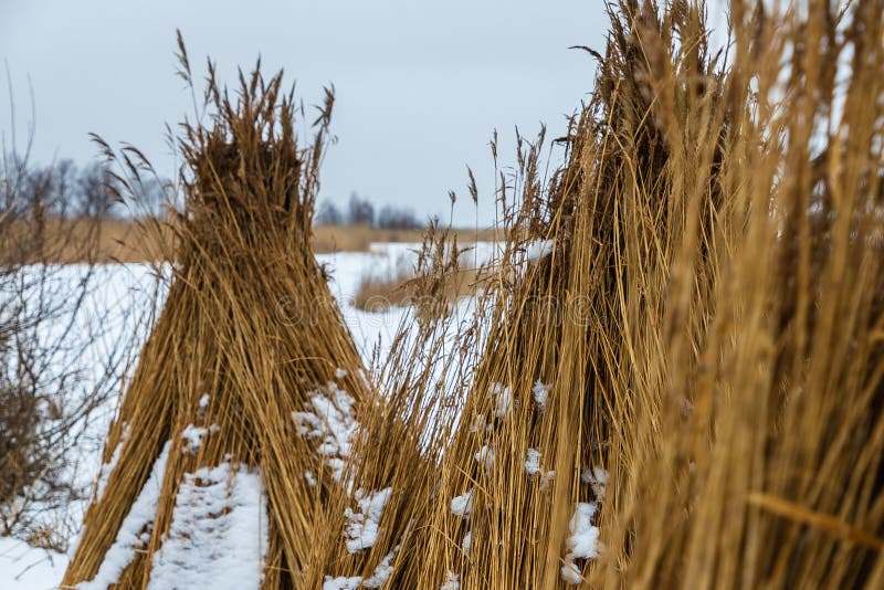 Winter-stained Yellow Straw Stock Photo - Image of seasonal, brown ...