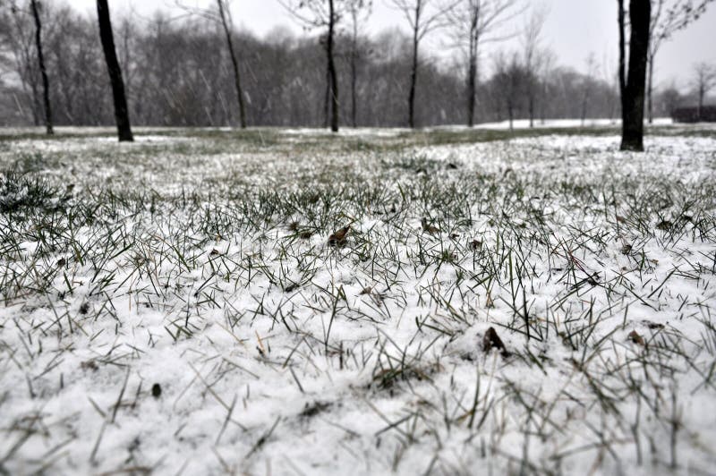 Winter starts stock image. Image of park, start, forest - 12748883