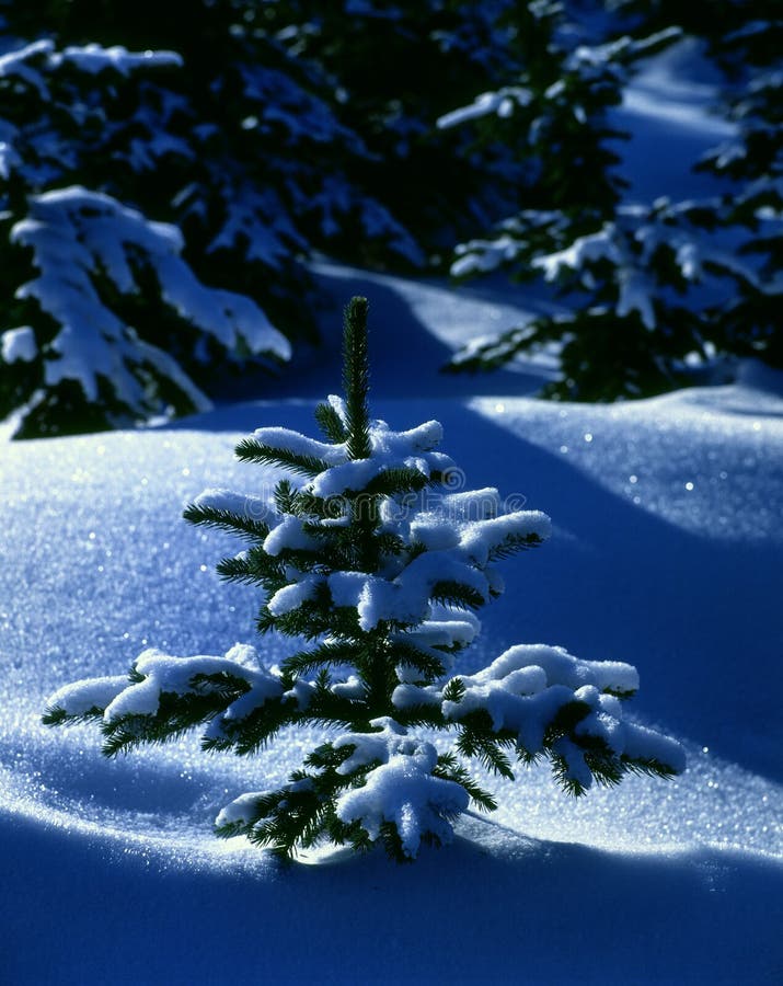 Horses running in winter stock image. Image of male, livestock - 23721471