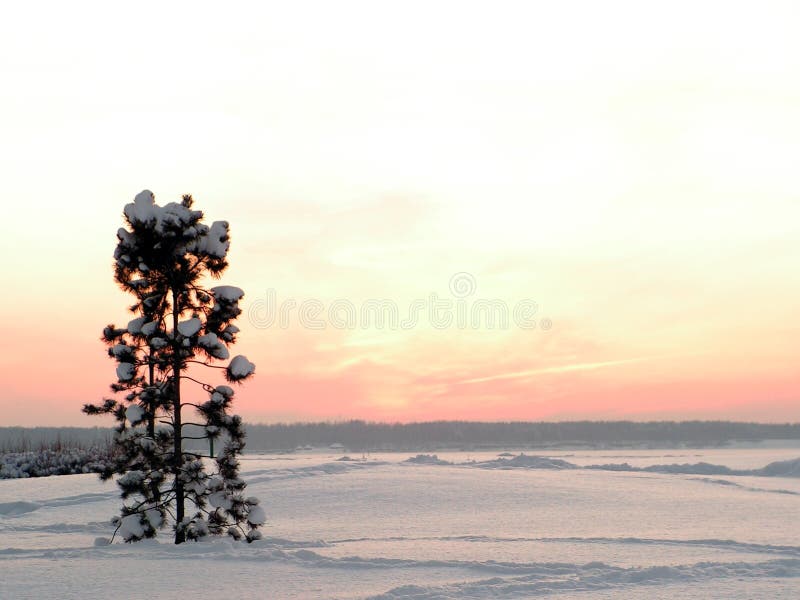 Winter still-life stock photo. Image of frosty, lone, plants - 547142
