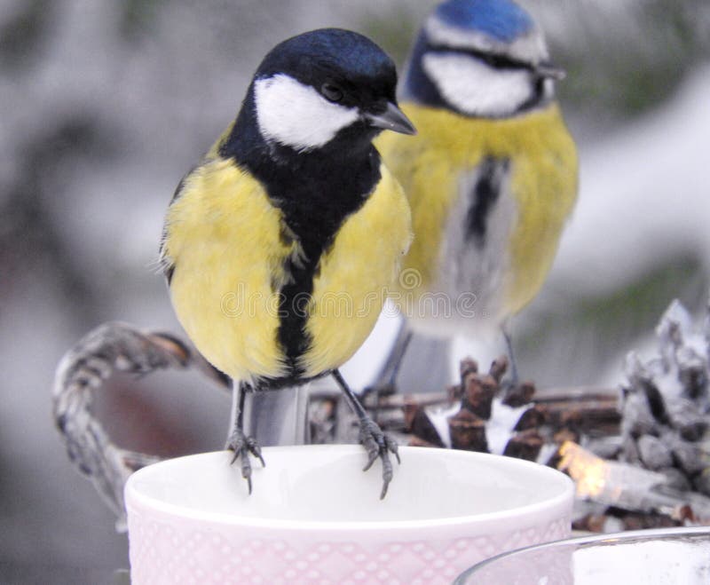 Two small birds stock image. Image of winter, life, still - 135566773