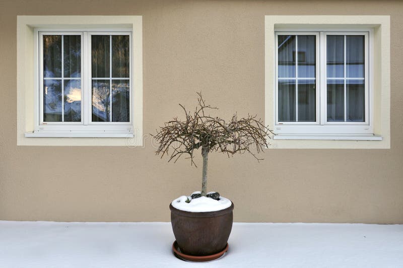 Winter Still-Life stock photo. Image of life, decoration - 49067886