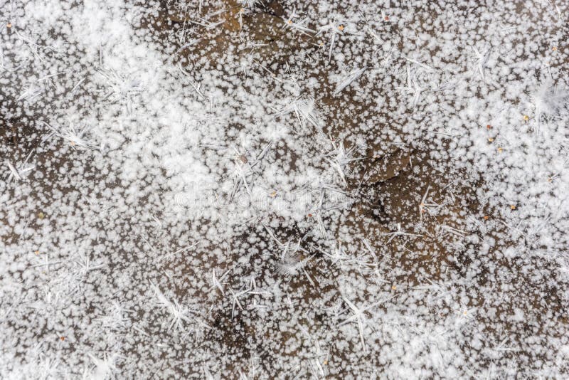 Winter still life. stock photo. Image of white, frost - 48591426