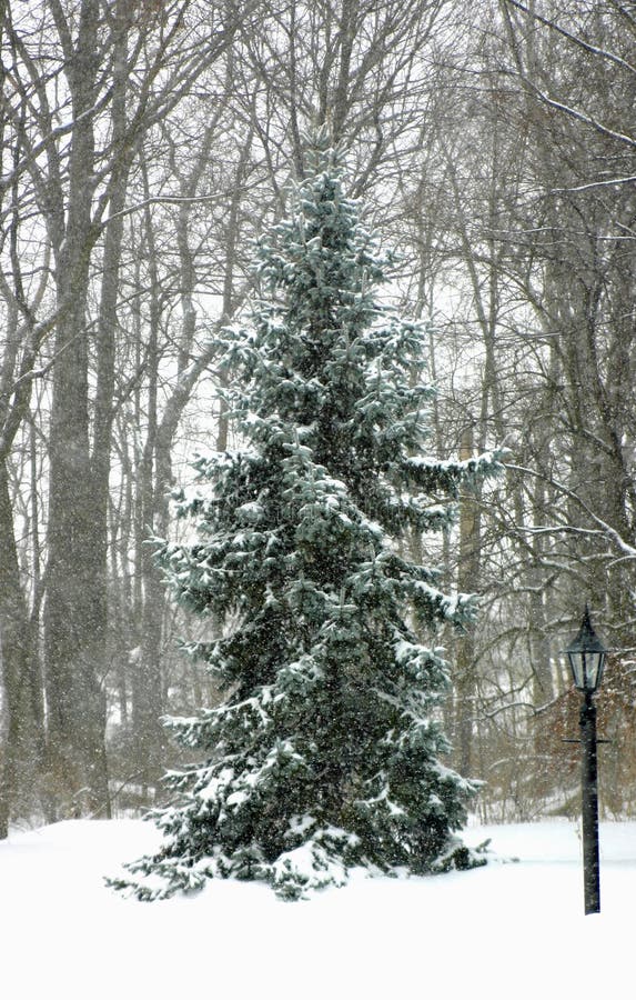 Winter Storm stock photo. Image of seasonal, blizzard - 1957076