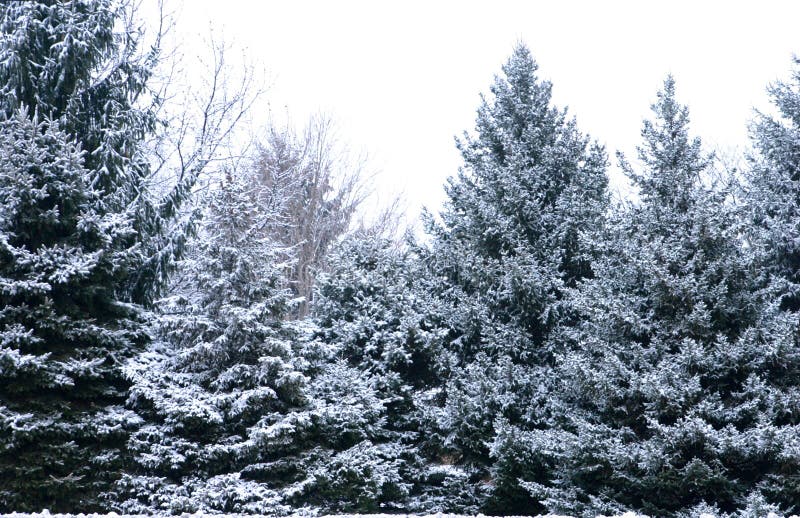 Winter Storm stock photo. Image of snowy, season, trees - 2020080