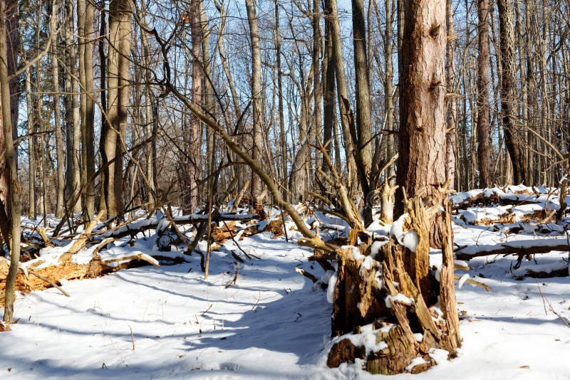 955 Snow Storm Damage Tree Stock Photos - Free & Royalty-Free Stock ...